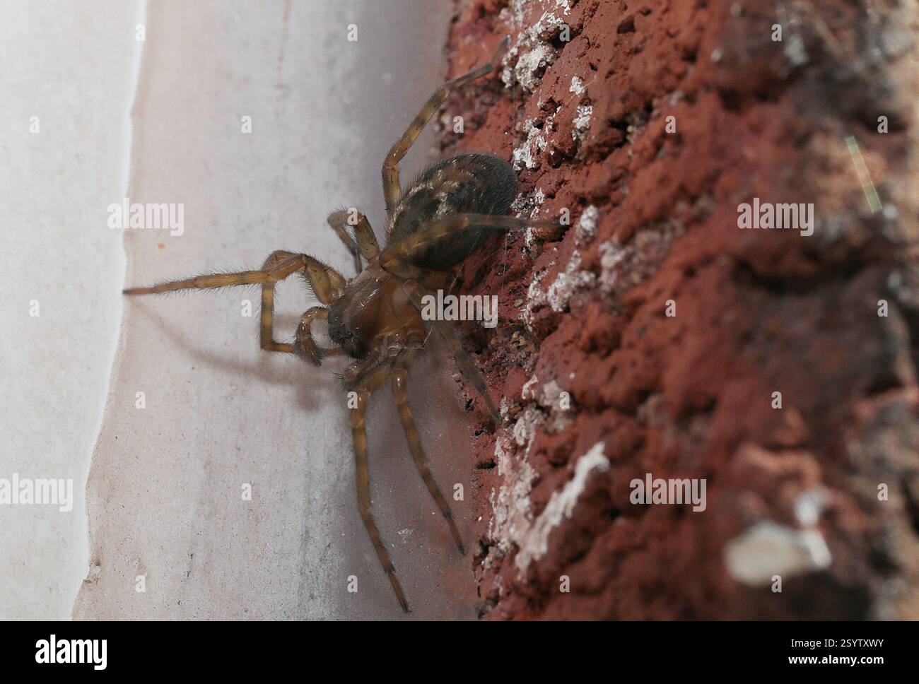 Lace-Weaver Spider (Amaurobius similis), Arachnida, 8 Millcroft Road ...