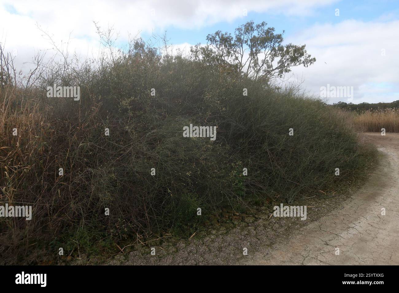 Tangled Lignum (Duma florulenta), Plantae, Noa No Landing, Mannum SA ...