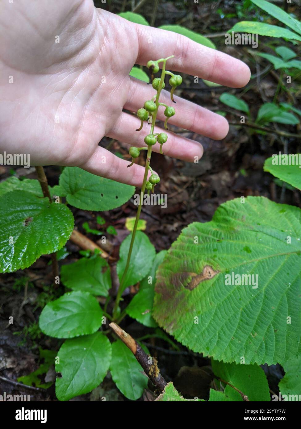 shinleaf (Pyrola elliptica), Plantae, Indian Lake, NY 12842, USA Stock ...