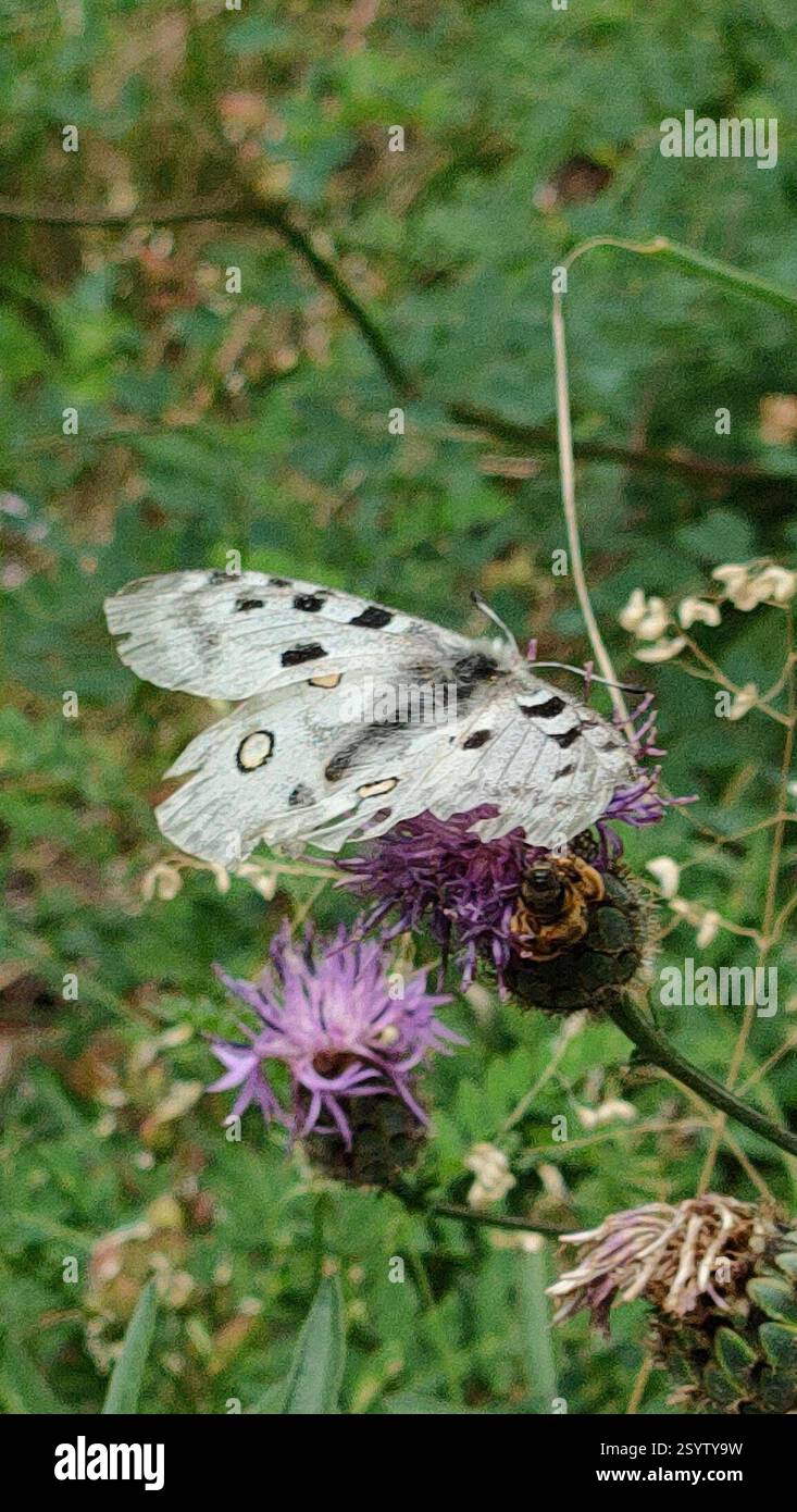 Apollo (Parnassius apollo), Insecta, 11013 Courmayeur AO, Italia Stock ...