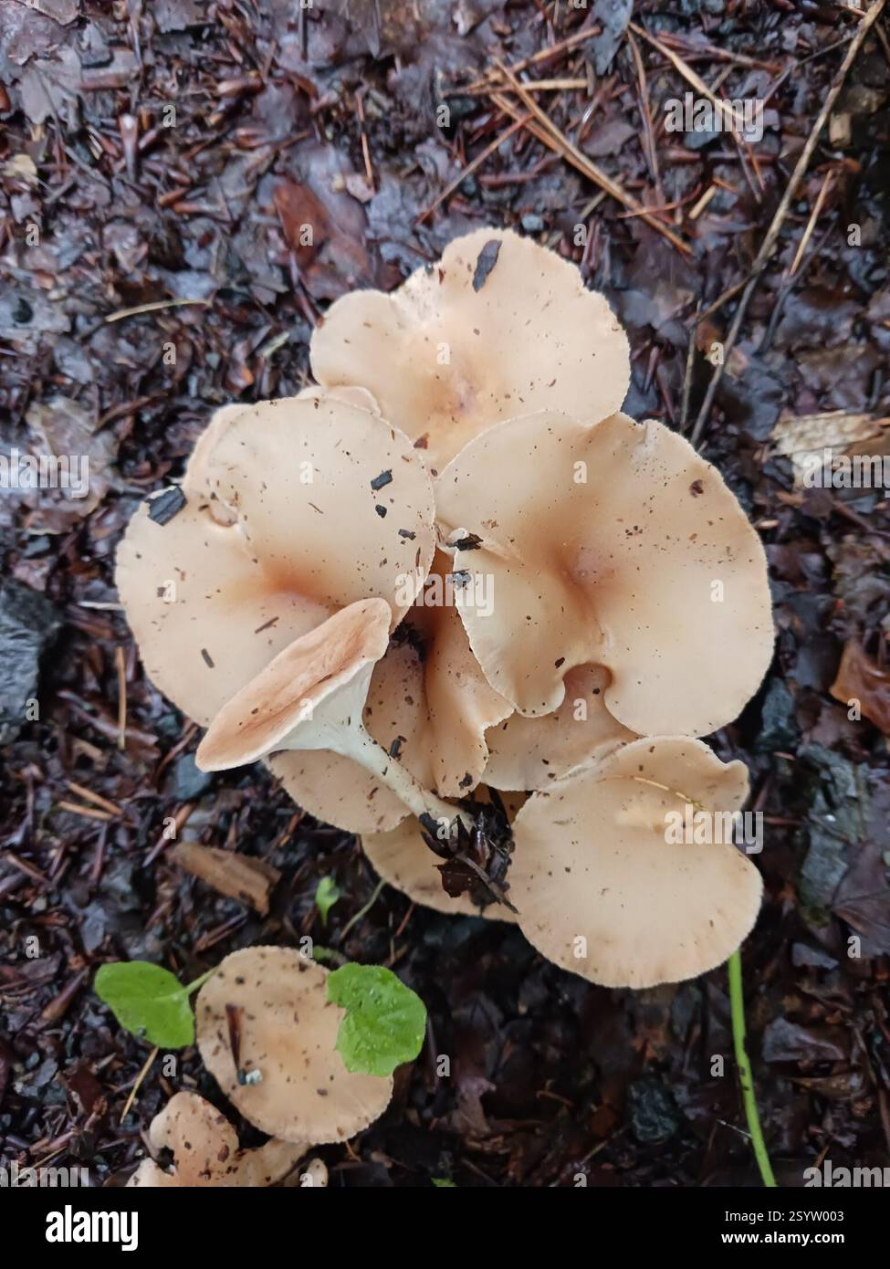 Common Funnel (Infundibulicybe gibba), Fungi, 35394 Gießen, Deutschland ...