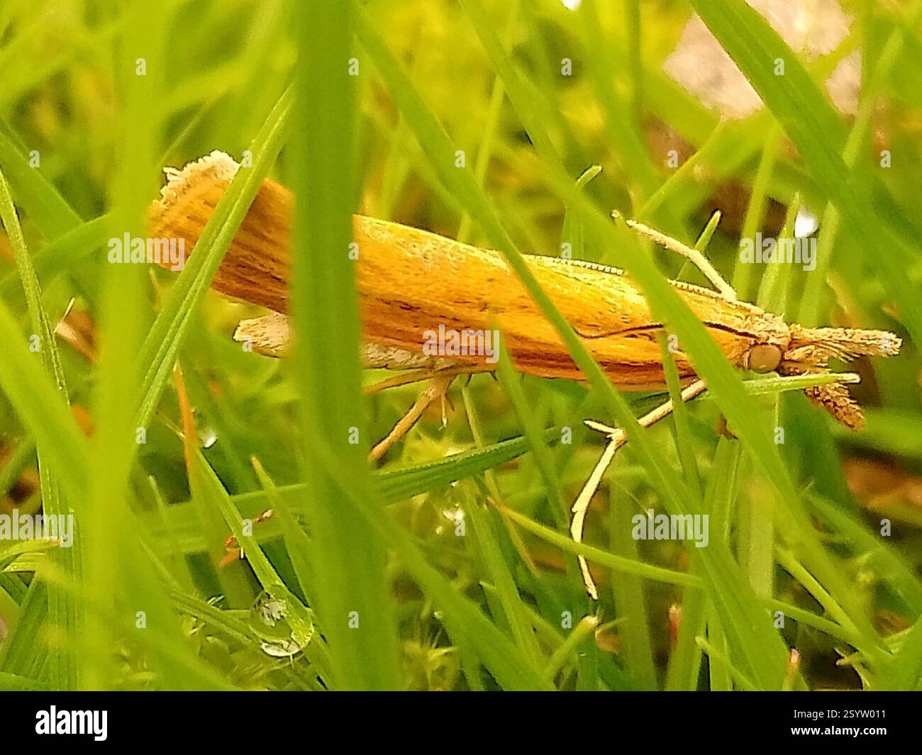 (Agriphila), Insecta, Post Office, Dundee DD1 1LW, UK Stock Photo - Alamy