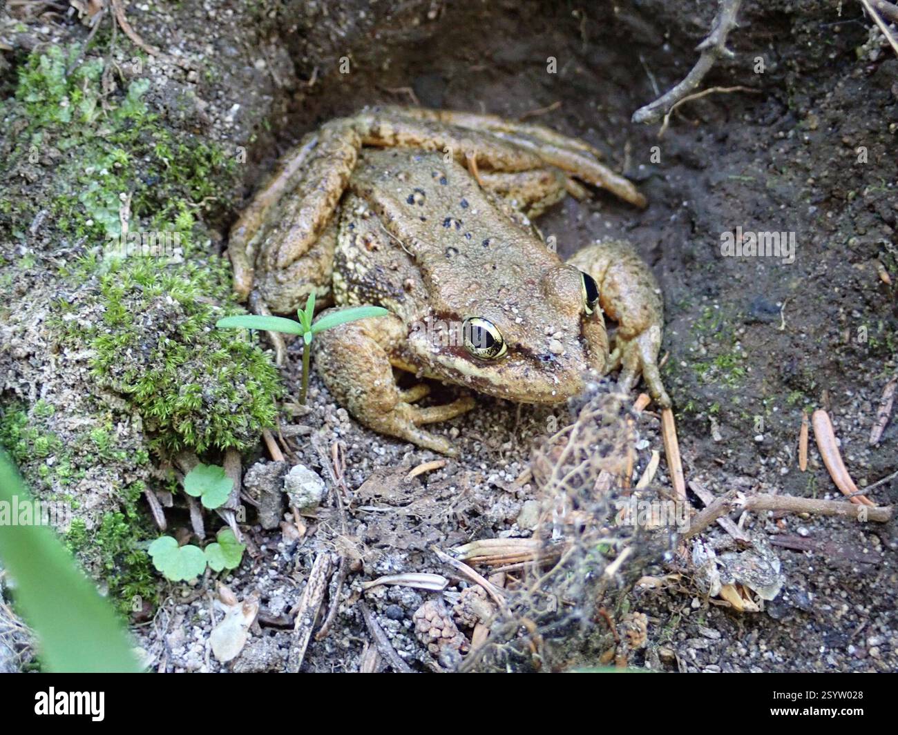 Cascades Frog (Rana cascadae), Amphibia, Washington, US Stock Photo - Alamy