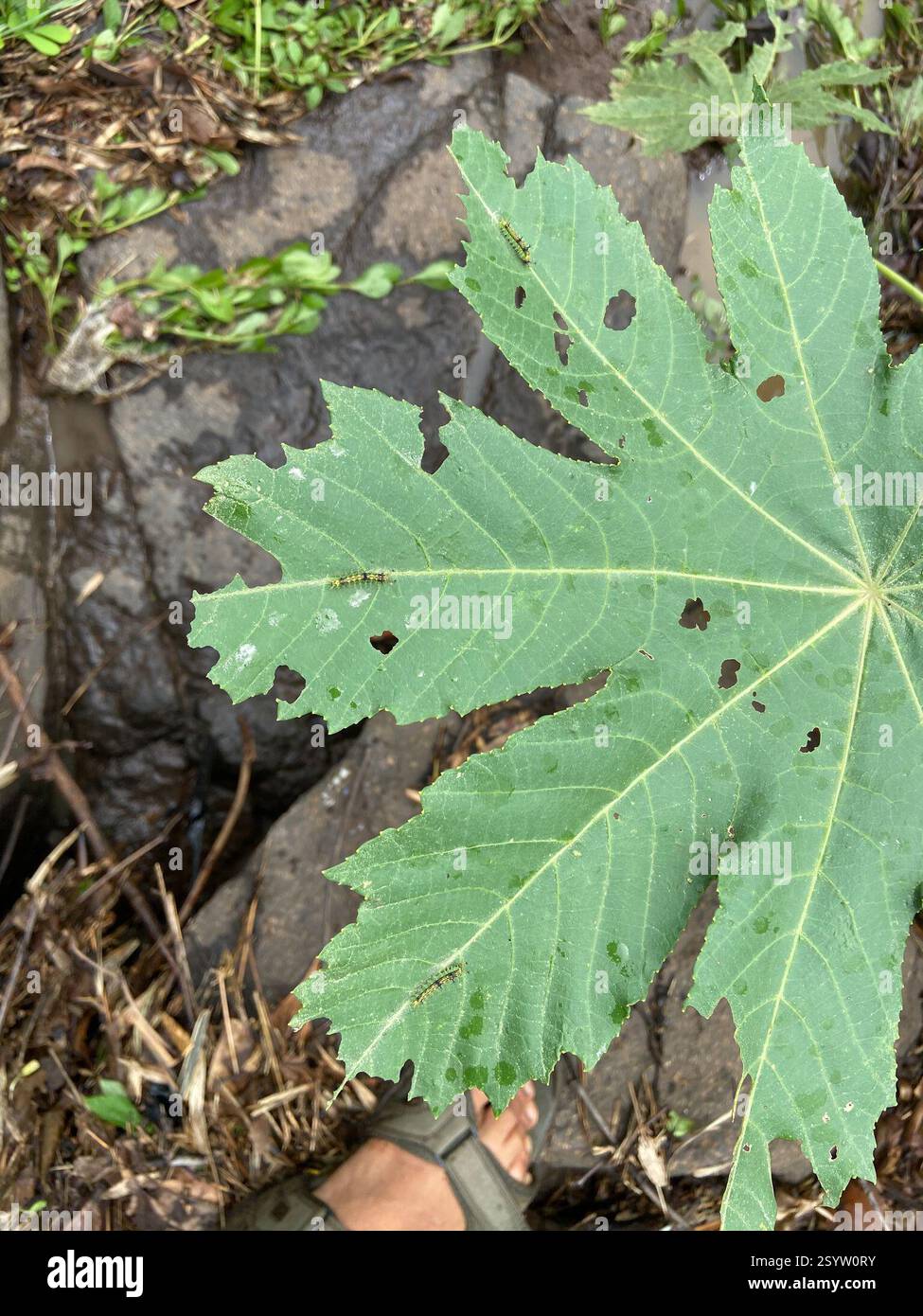 Common Castor Butterfly (Ariadne merione), Insecta, Dolvan, Tapi, GJ ...