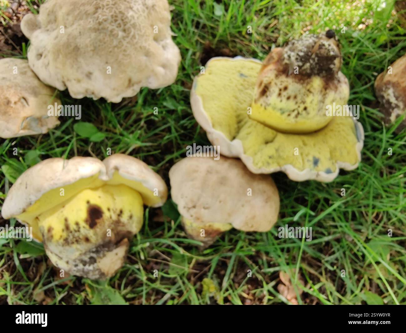Rooting Bolete (Caloboletus radicans), Fungi, Brøndby Stock Photo - Alamy