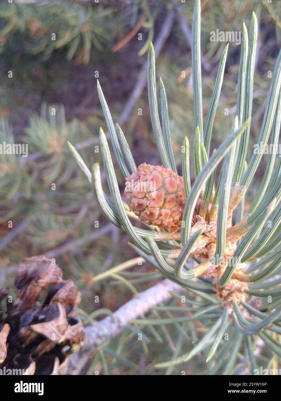 singleleaf pinyon (Pinus monophylla), Plantae, White Pine County, NV ...