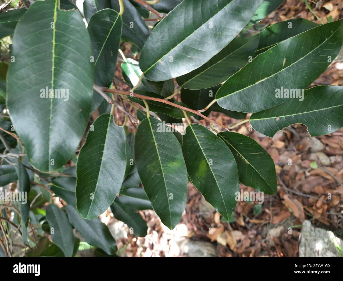 White Meranti (Shorea roxburghii), Plantae, Tamil Nadu, IN Stock Photo ...