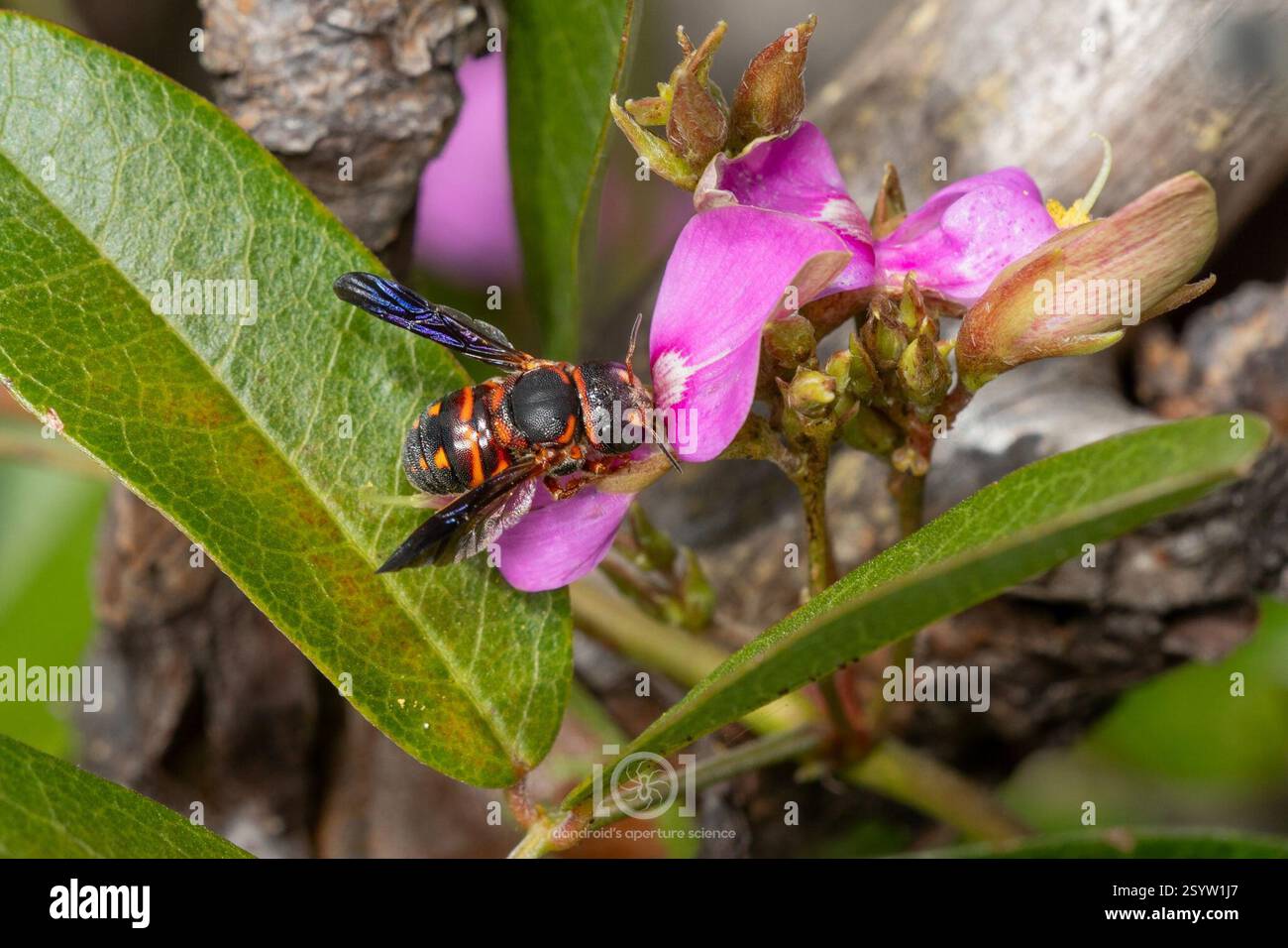 Perplexing Rotund-Resin bee (Anthidiellum perplexum), Insecta, Chimney ...