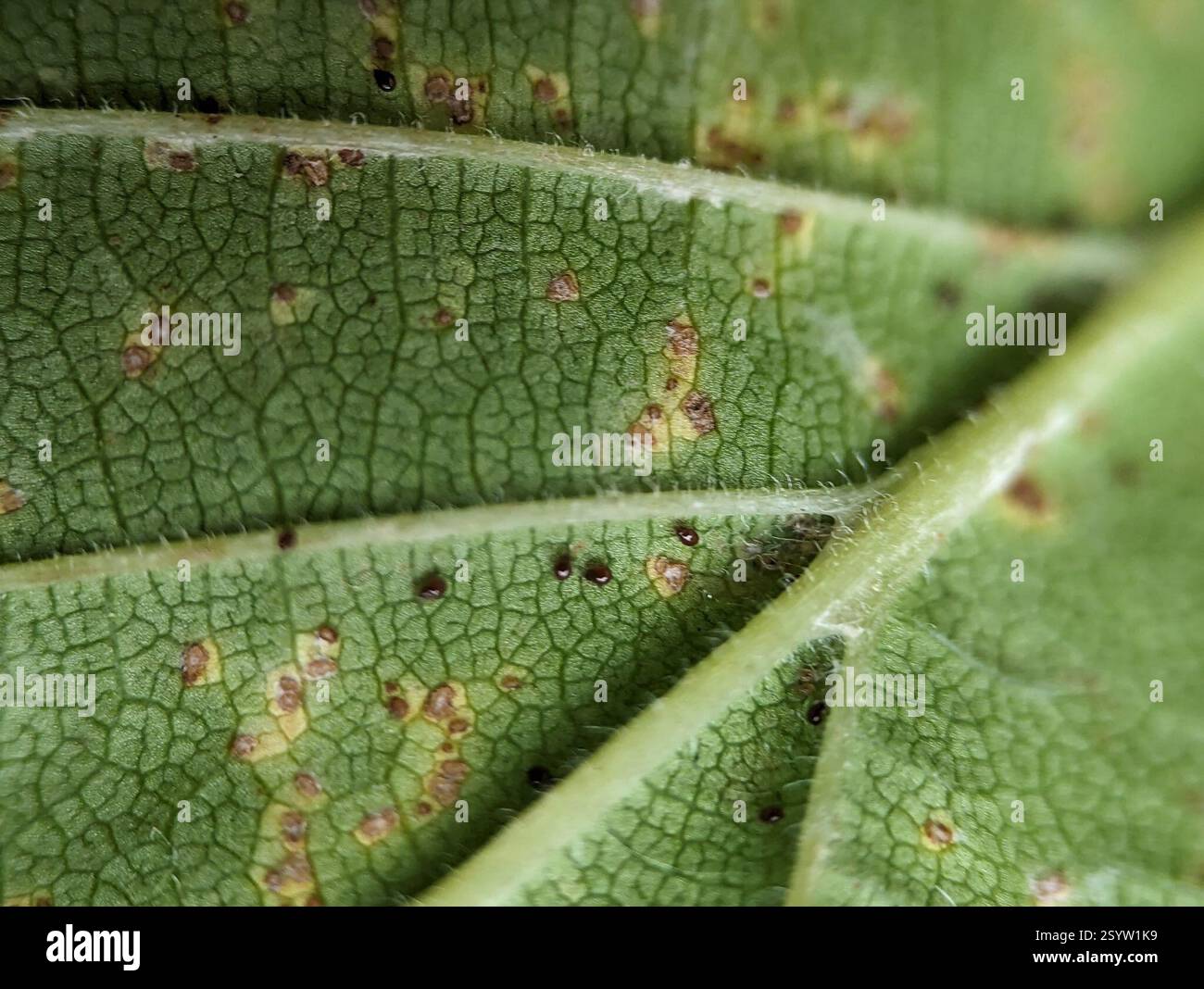 Mites and Ticks (Acari), Arachnida, Ithaca, NY, USA, A likely case of ...
