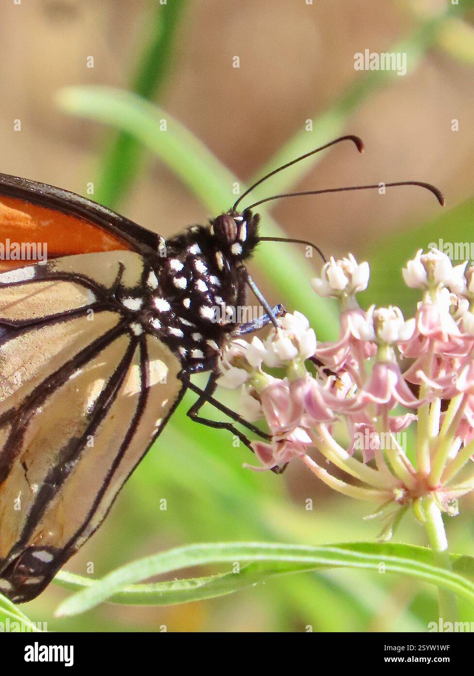 Monarch (Danaus plexippus), Insecta, Old Ranch Ct, Salinas, CA, US ...