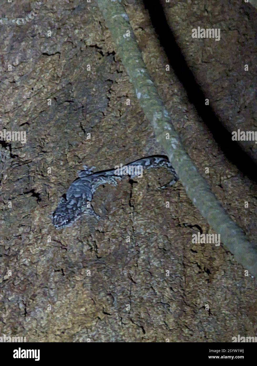 Southern Marbled Gecko (Christinus marmoratus), Reptilia, Western ...