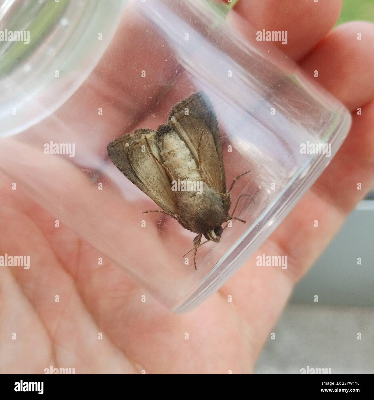 Straw Underwing (Thalpophila matura), Insecta, Kosanin dol, Pancharevo ...