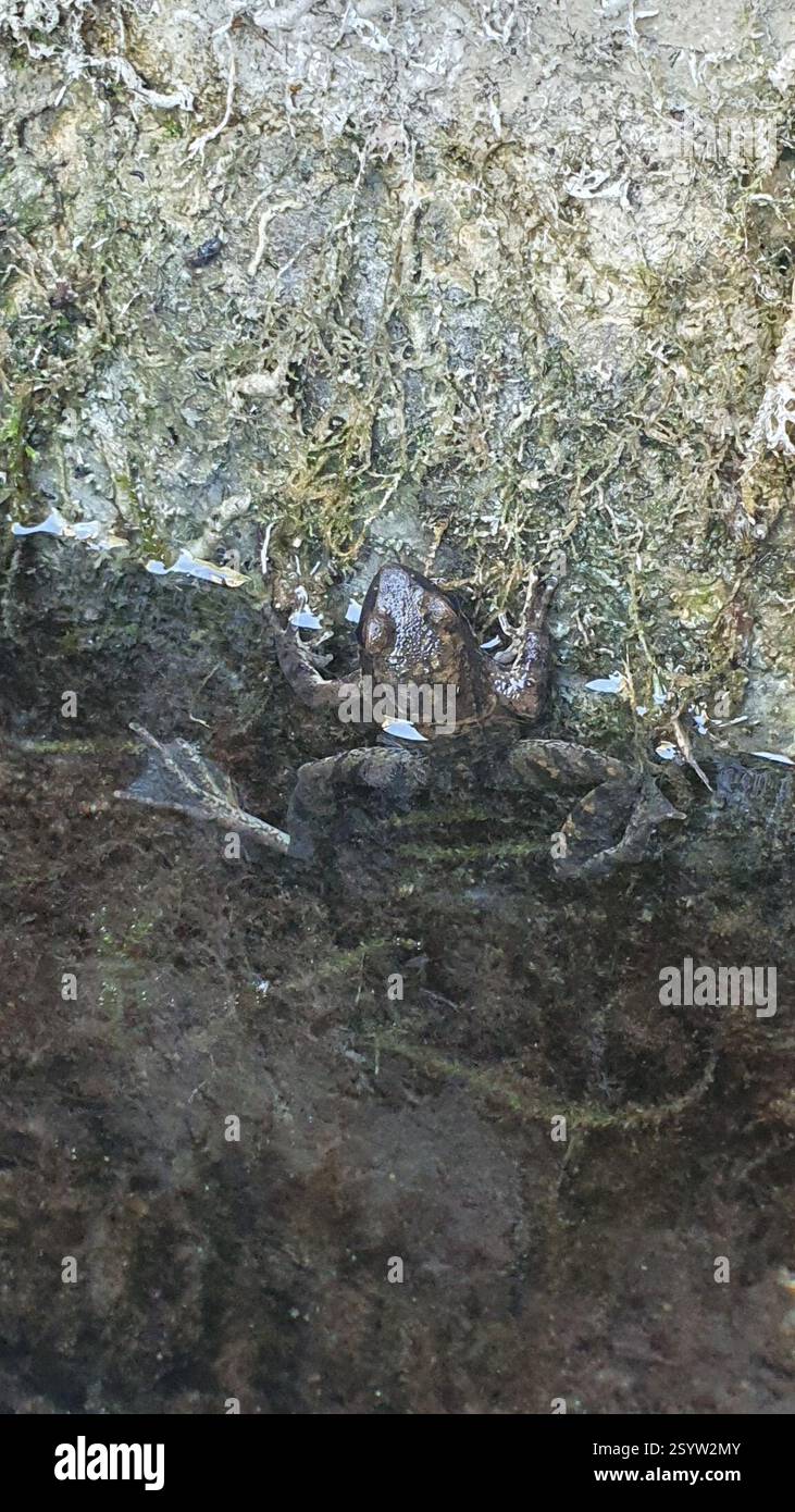 Italian Stream Frog (Rana italica), Amphibia, Altilia Stock Photo - Alamy