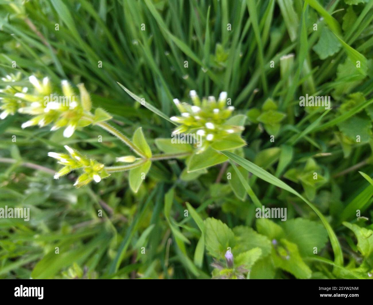 Sticky mouse-ear chickweed (Cerastium glomeratum), Plantae, 20500 Aiguá ...