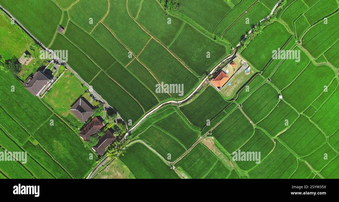 Aerial view vibrant green rice paddies fields and traditional houses in ...