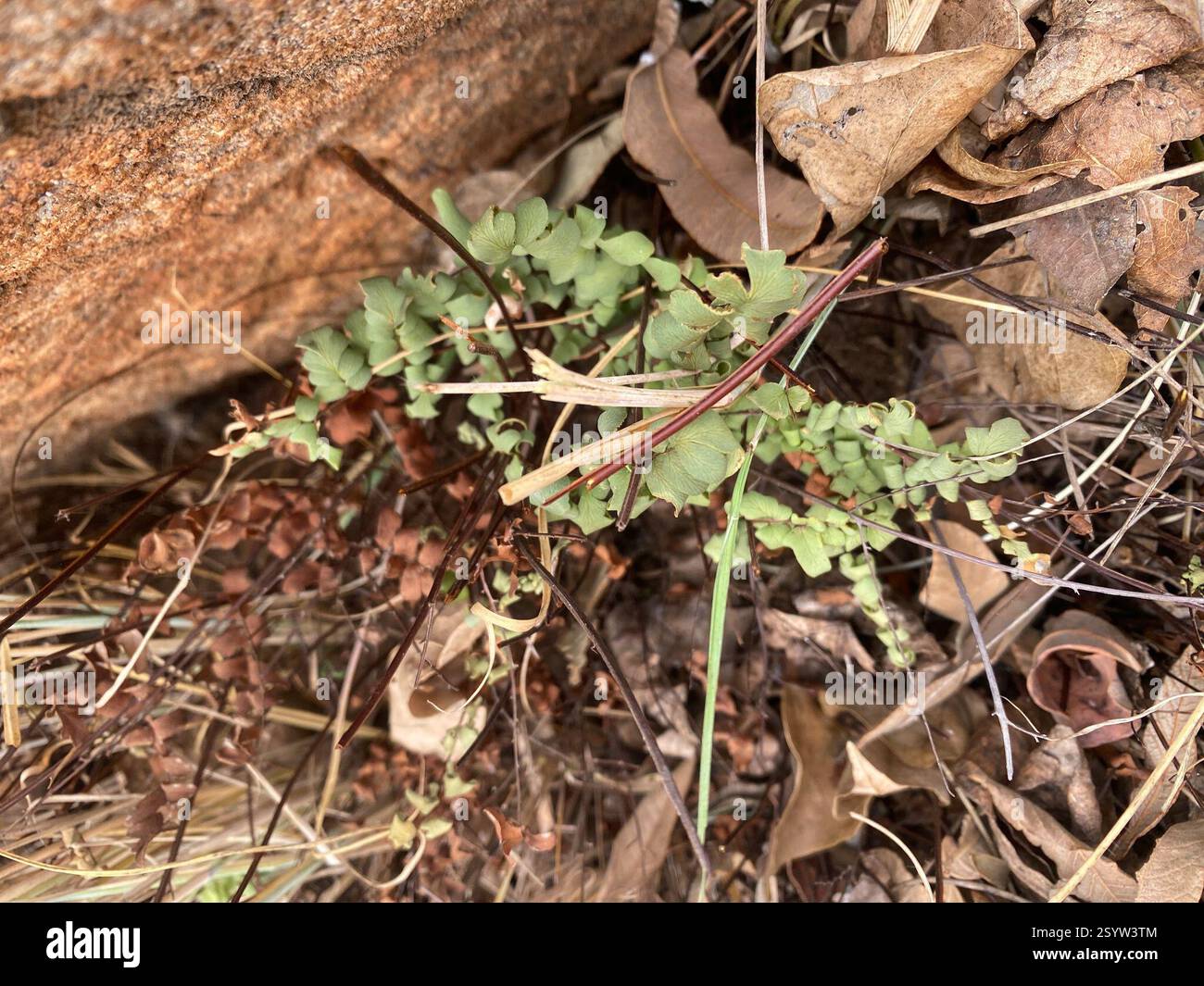 Hard Fern (Pellaea calomelanos), Plantae, R71, Pietersburg, LP, ZA ...