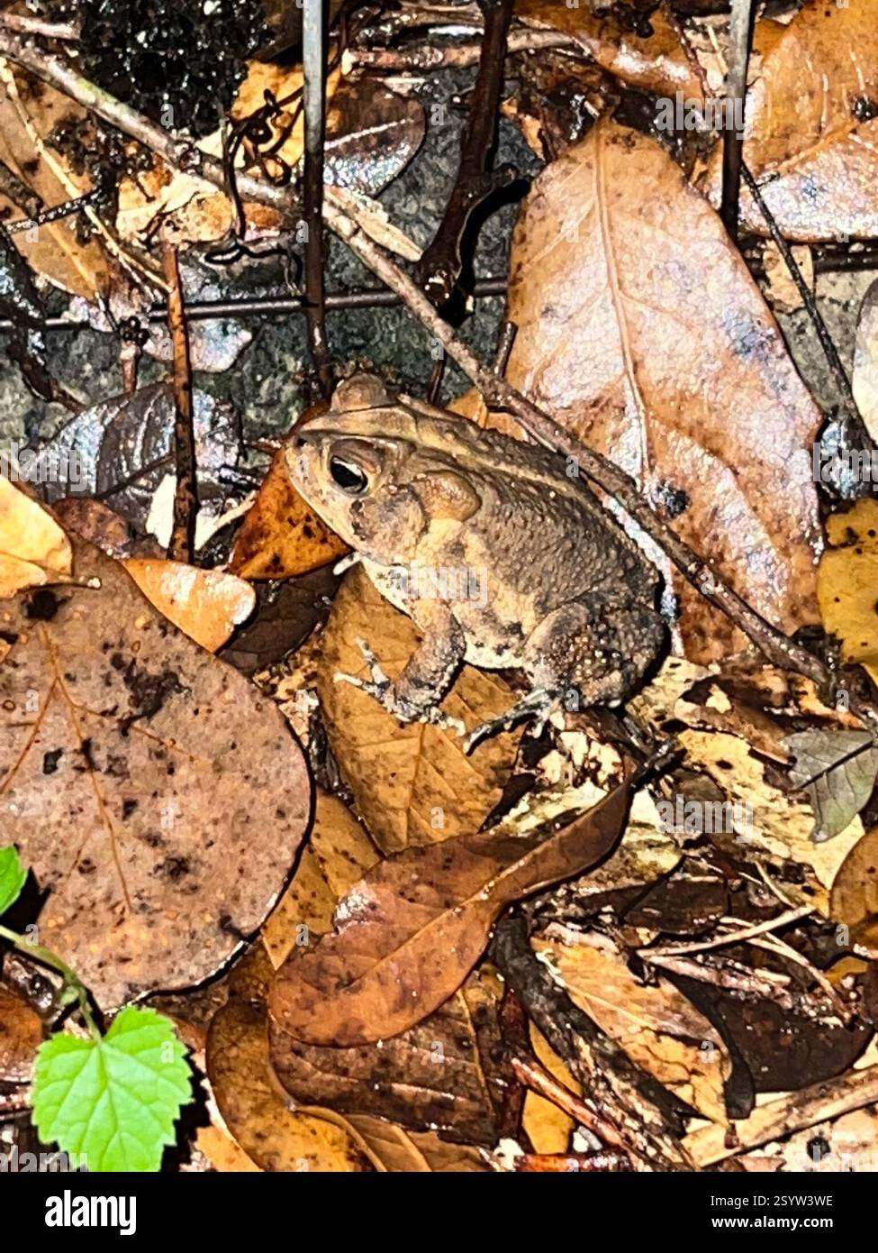 Southern Toad (Anaxyrus terrestris), Amphibia, Florida, US Stock Photo ...