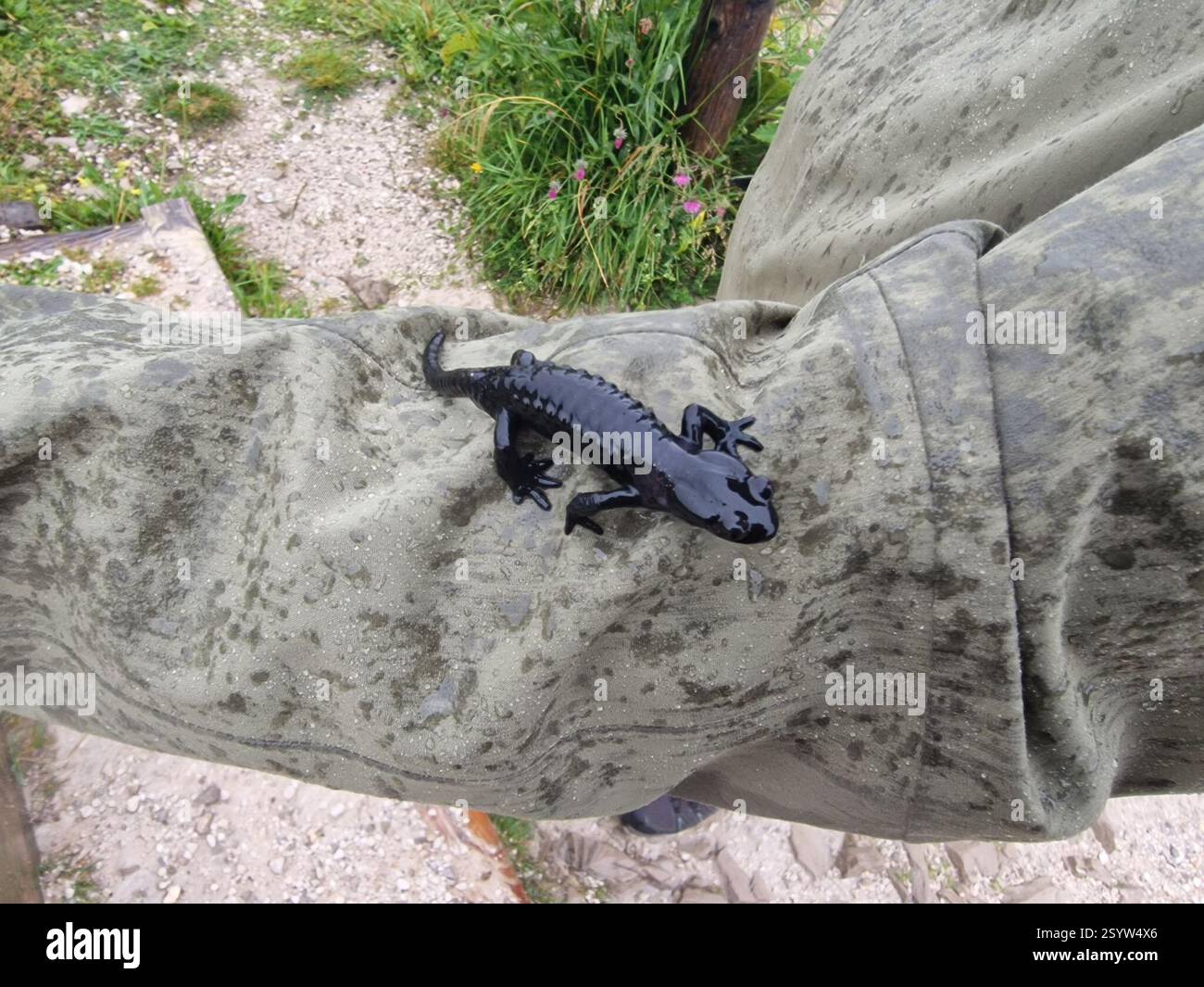 Alpine Salamander (Salamandra atra), Amphibia, The Eagle's Nest, Very ...