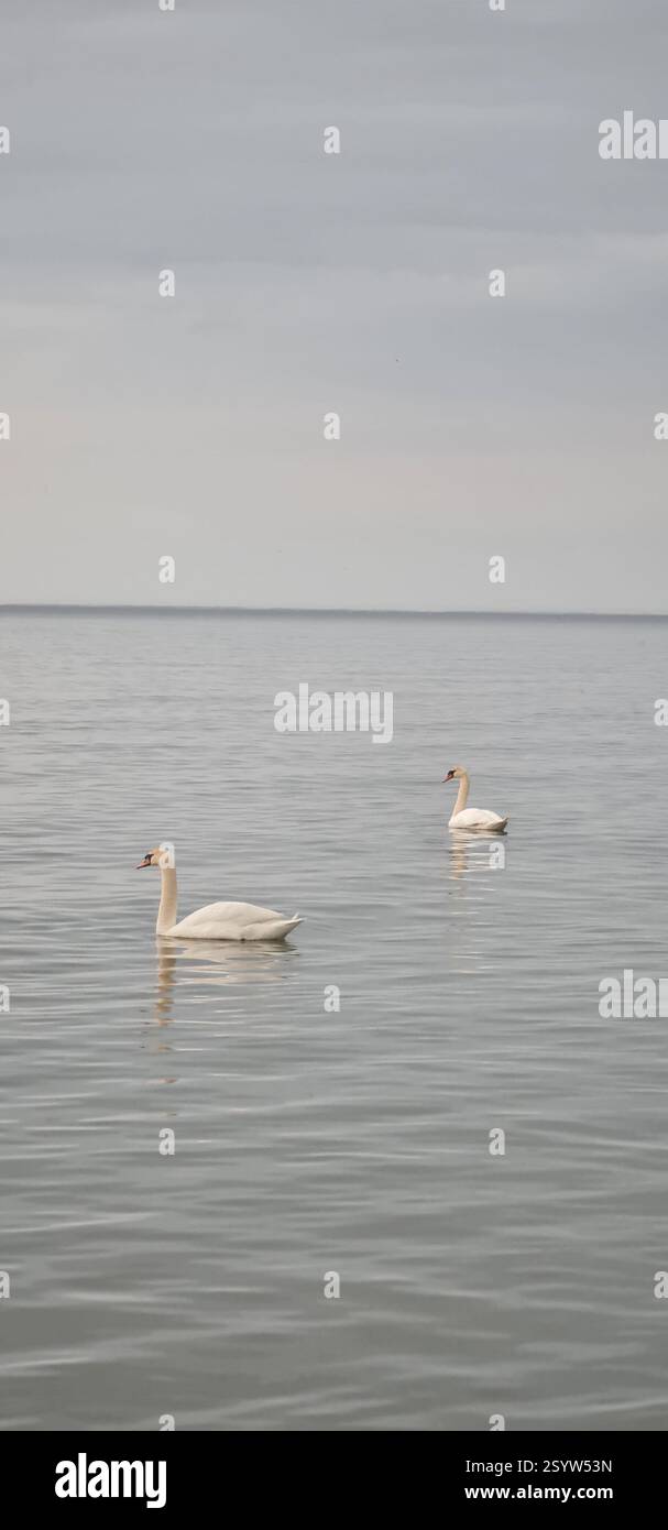 Two swans in baltic hi-res stock photography and images - Alamy