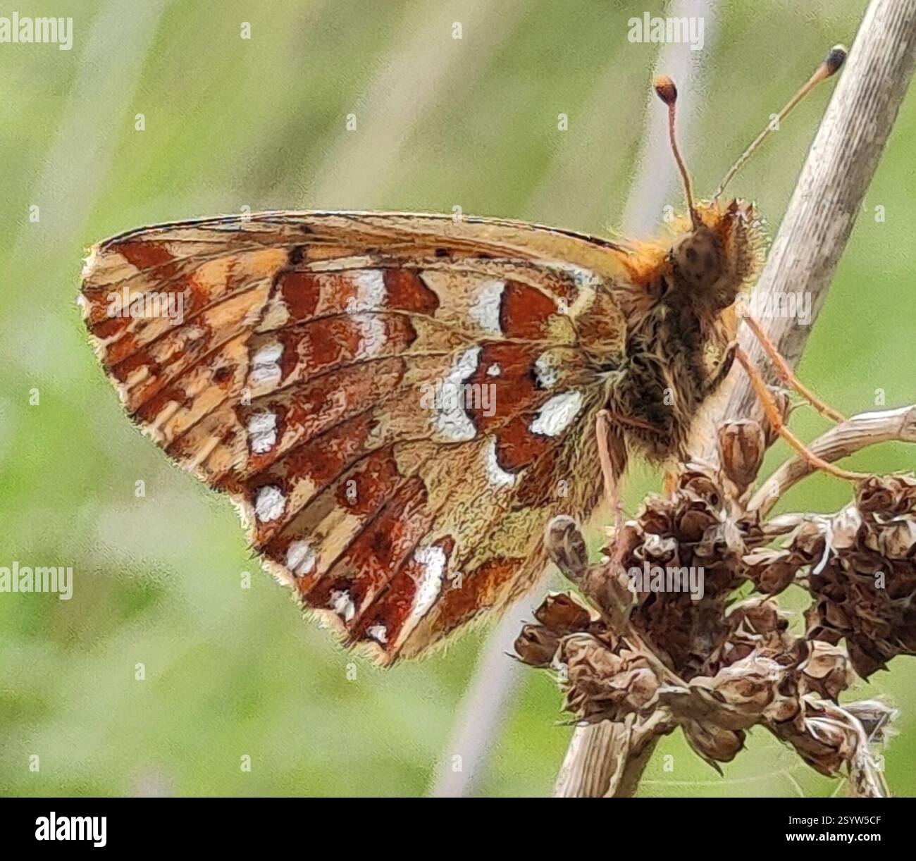 Cranberry Fritillary (Boloria aquilonaris), Insecta, Kirke Såby Stock ...
