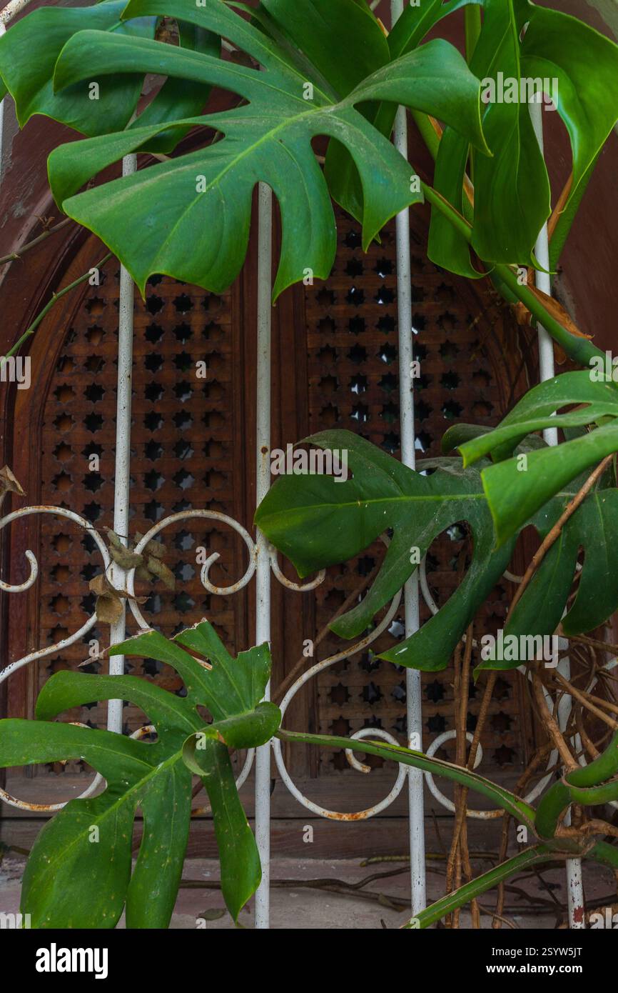 interplay of nature and architecture, with lush green foliage framing a ...