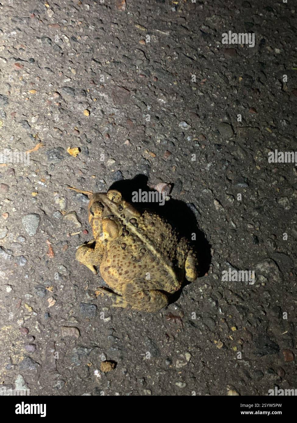 American Toad (Anaxyrus americanus), Amphibia, Northern Highland ...