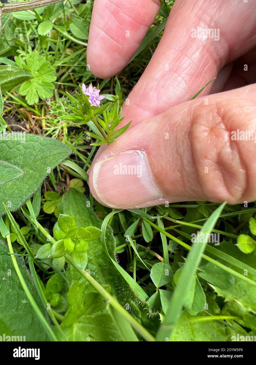 Field madder (Sherardia arvensis), Plantae, Parc Penallta, Hengoed ...