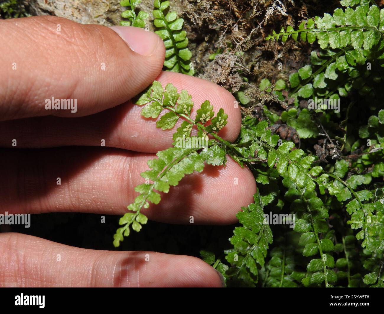 green spleenwort (Asplenium viride), Plantae, Kufstein, Austria Stock ...