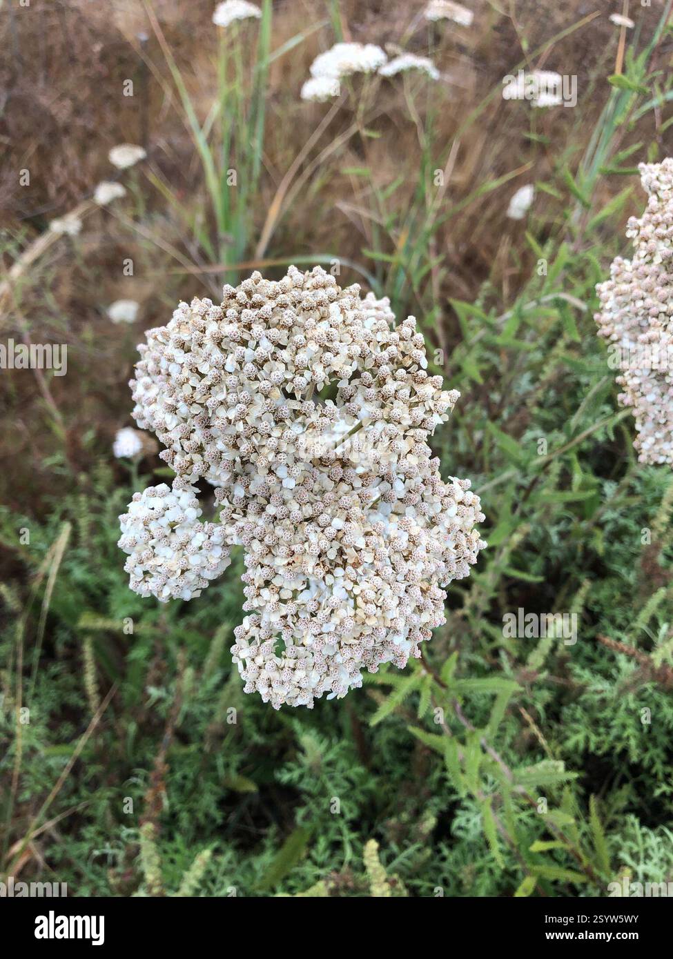 common yarrow (Achillea millefolium), Plantae, Rathtrevor Beach ...