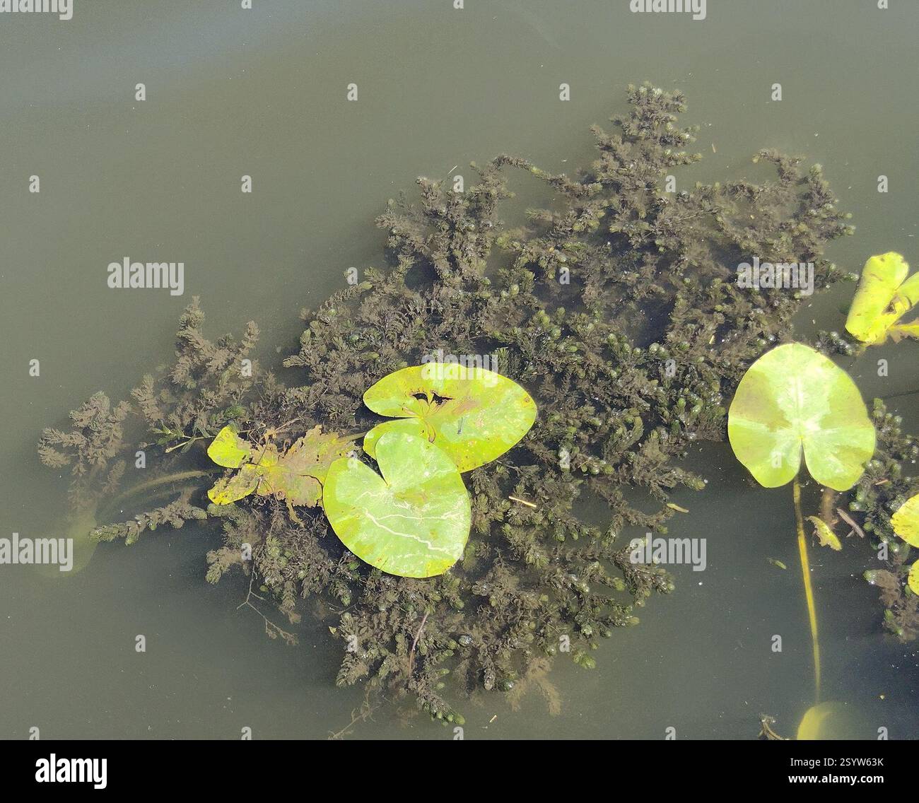 coontail (Ceratophyllum demersum), Plantae, Powiat elbląski, Polska ...