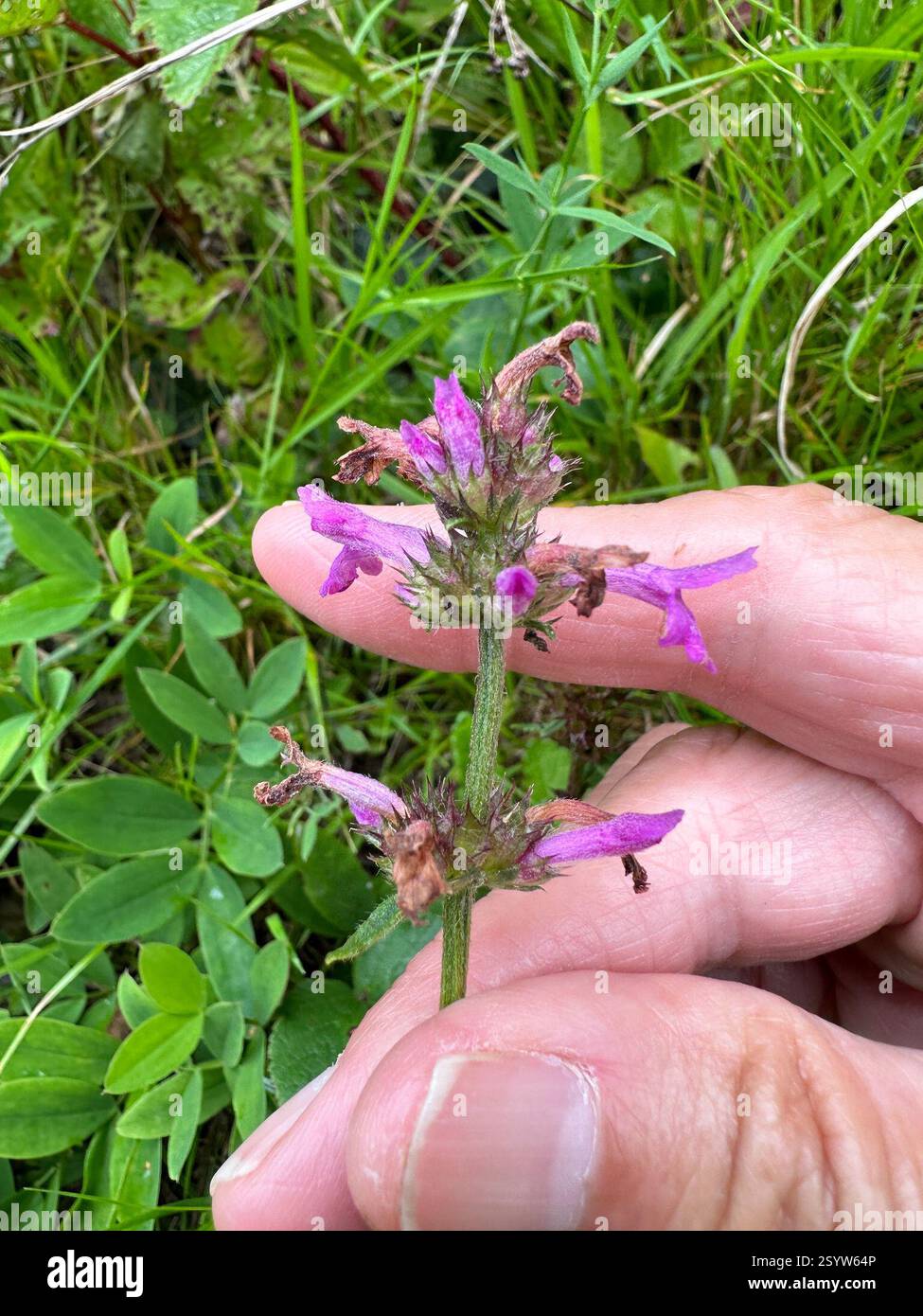 common hedge-nettle (Betonica officinalis), Plantae, Parc Penallta ...