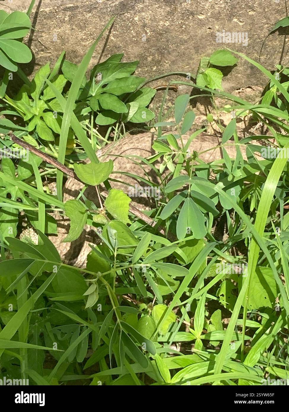 Savannah Monitor (Varanus exanthematicus), Reptilia, Thiès, SN, Very ...