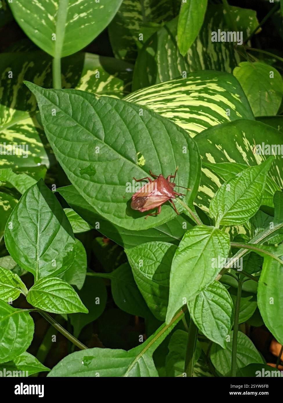 (Pygoplatys longiceps), Insecta, University of the Philippines Los ...