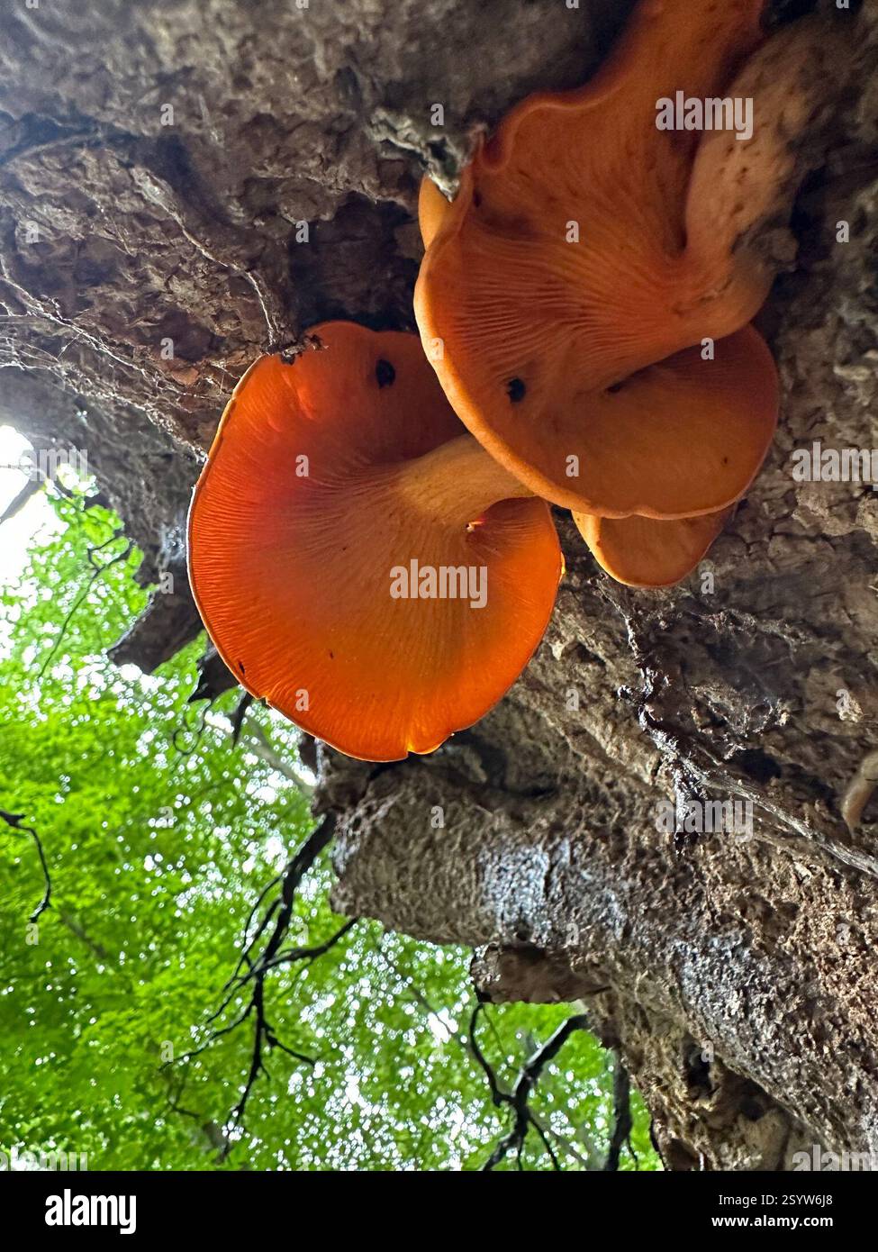 Eastern American jack-o'-lantern (Omphalotus illudens), Fungi, Pilcher ...
