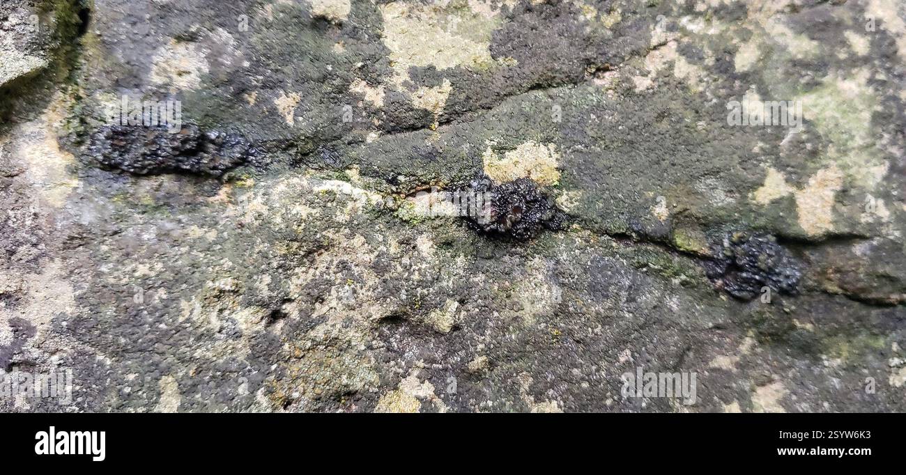 Bachman's Jelly Lichen (Enchylium bachmanianum), Fungi, Borer's Falls ...