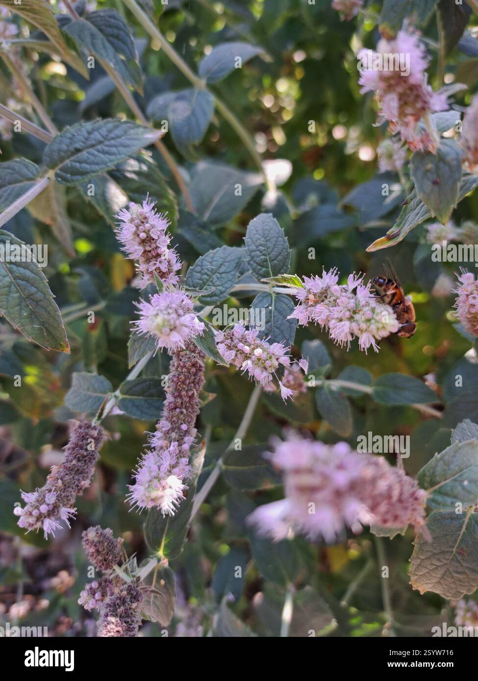 Horse Mint (Mentha longifolia), Plantae, Saint-Laurent-de-Trèves, 48400 ...