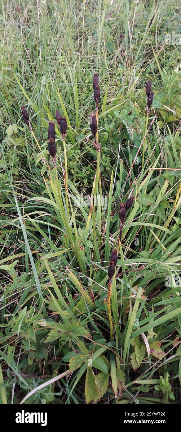 Japanese Iris (Iris sanguinea), Plantae, Prince George's County, US-MD ...