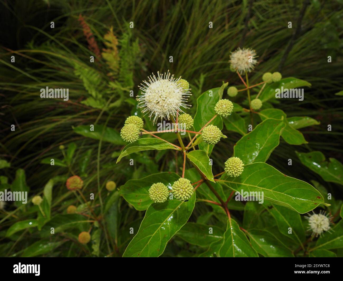 buttonbush (Cephalanthus occidentalis), Plantae, Riverton, Barkhamsted ...