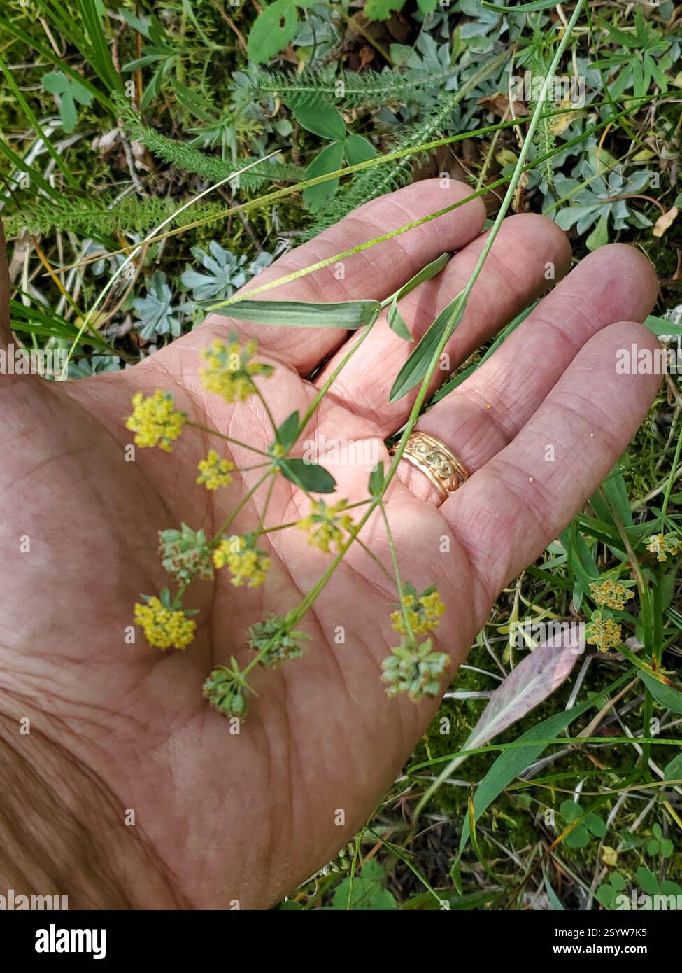 American Thorowax (Bupleurum americanum), Plantae, Fergus County, MT ...