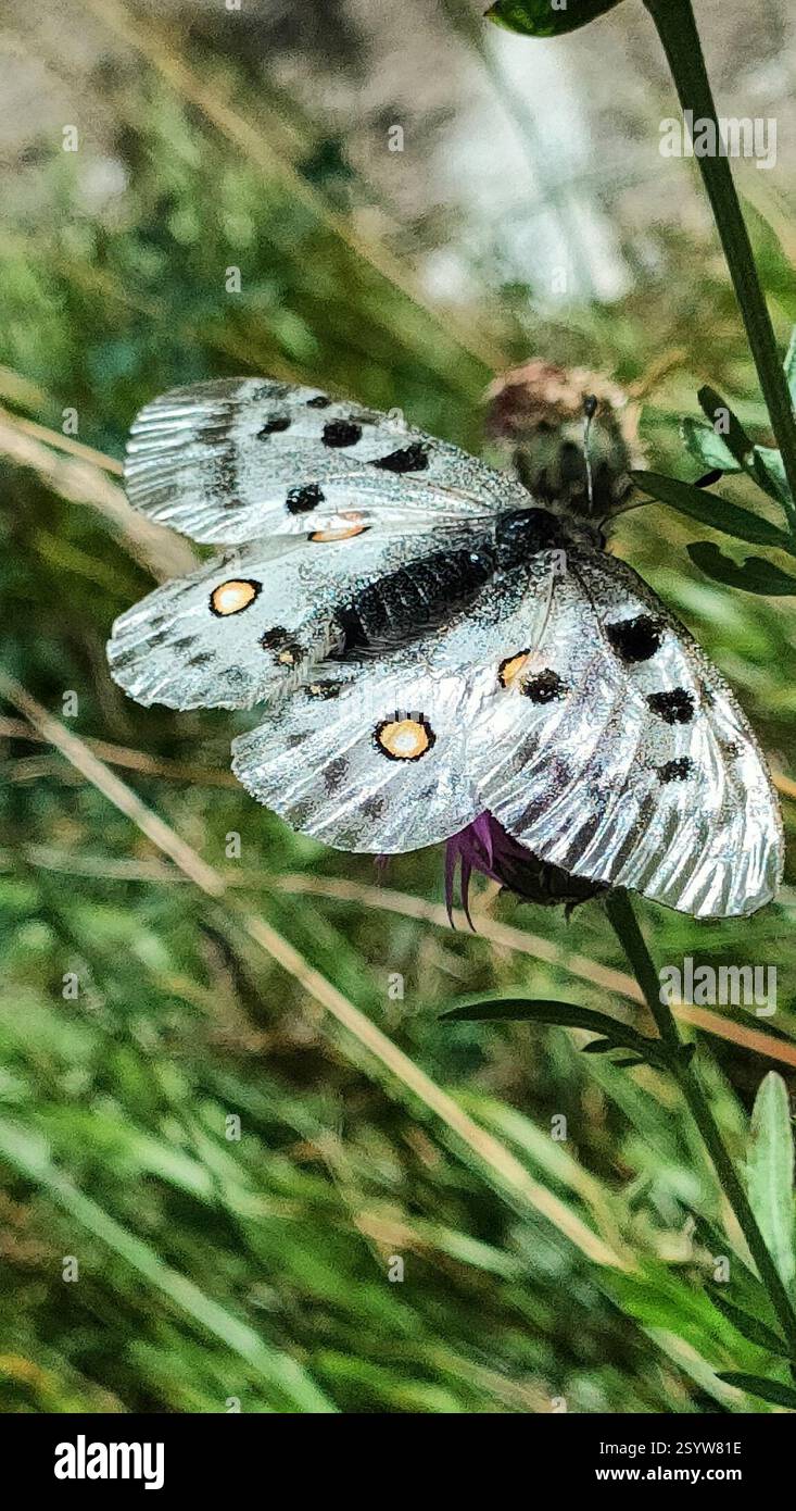 Apollo (Parnassius apollo), Insecta, 11013 Courmayeur AO, Italia Stock ...