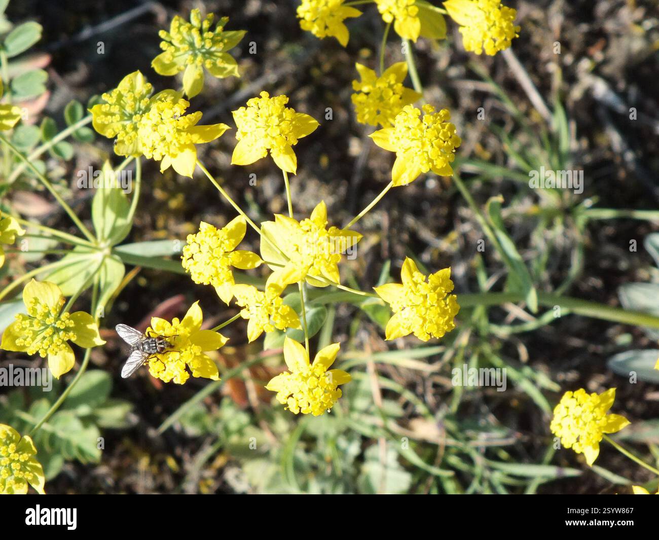 basal leaved bupleurum (Bupleurum multinerve), Plantae, Гурьевский р-н ...