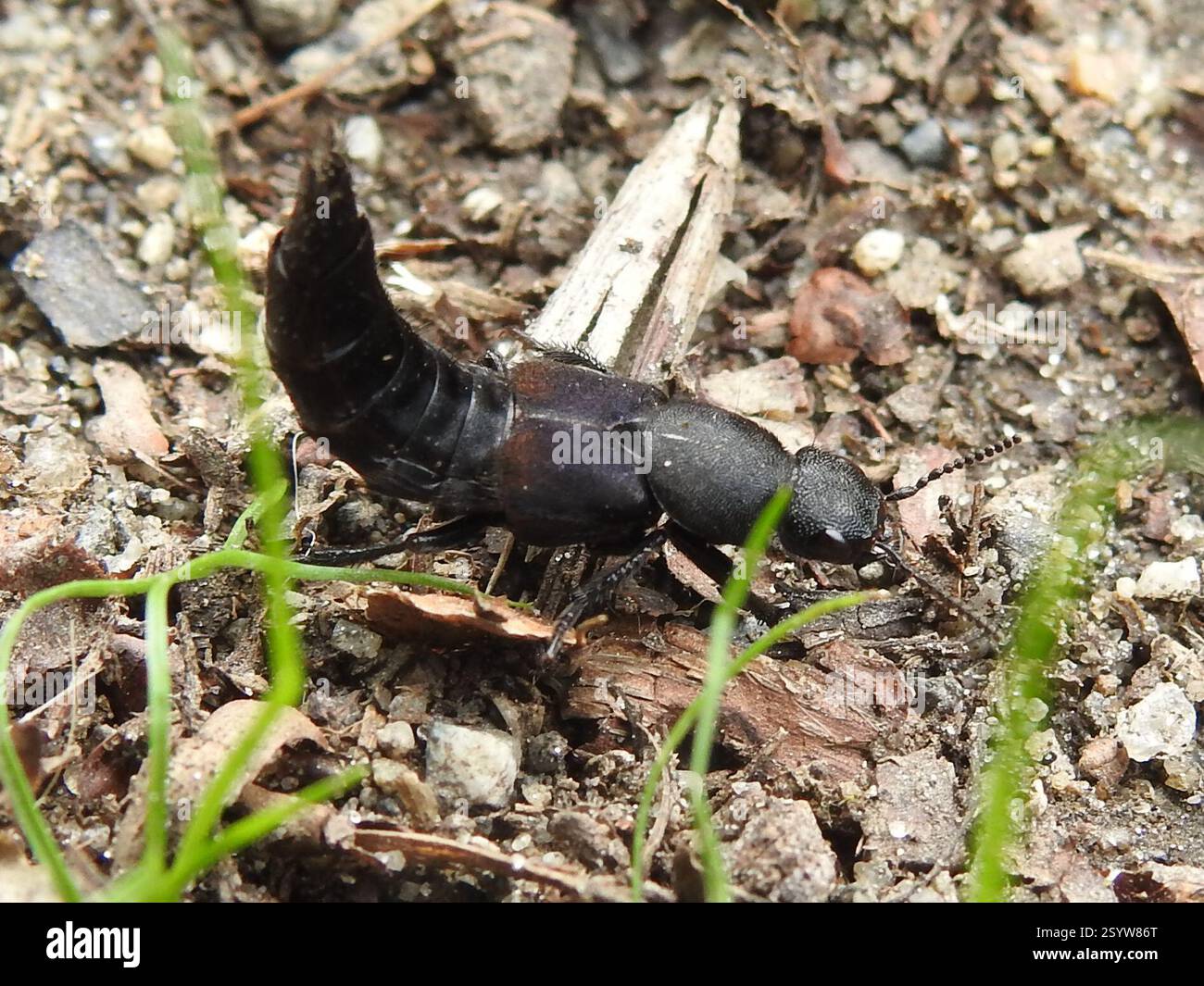 Red-spotted Rove Beetle (Platydracus fossator), Insecta, Worcester ...