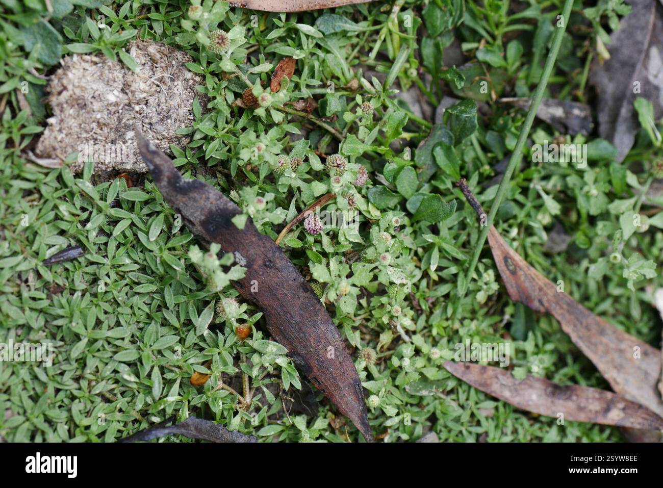 spreading sneezeweed (Centipeda minima), Plantae, Burbank QLD 4156 ...