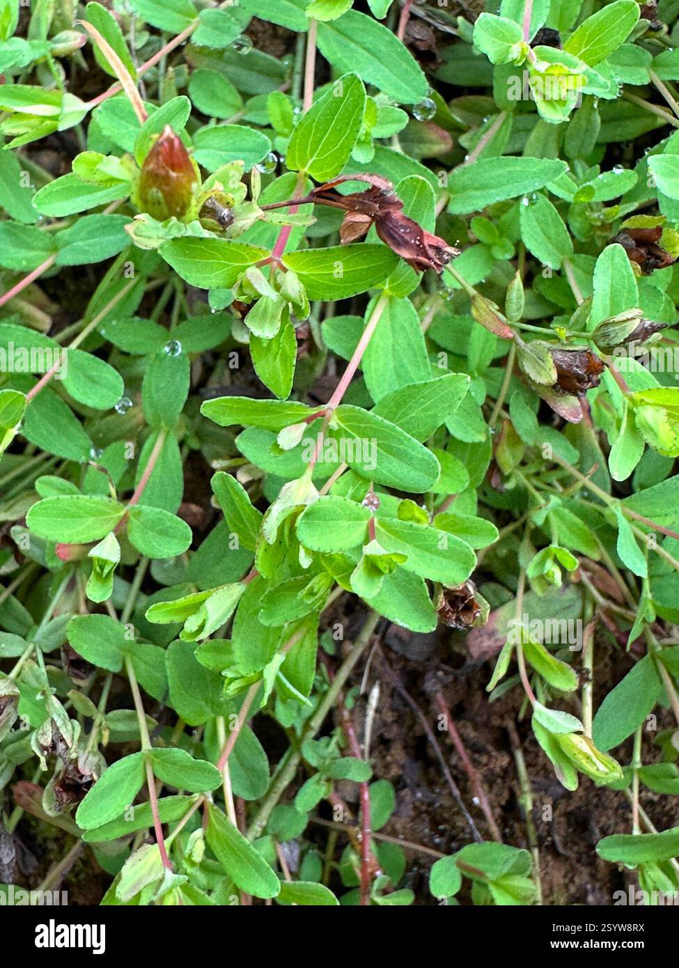 Trailing St John's-wort (Hypericum humifusum), Plantae, Rudry Community ...