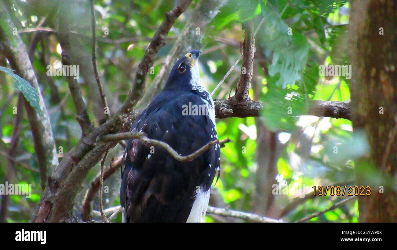 Black Goshawk (Astur melanoleucus), Aves, QR49+969, Найроби, Кения Stock Photo - Alamy