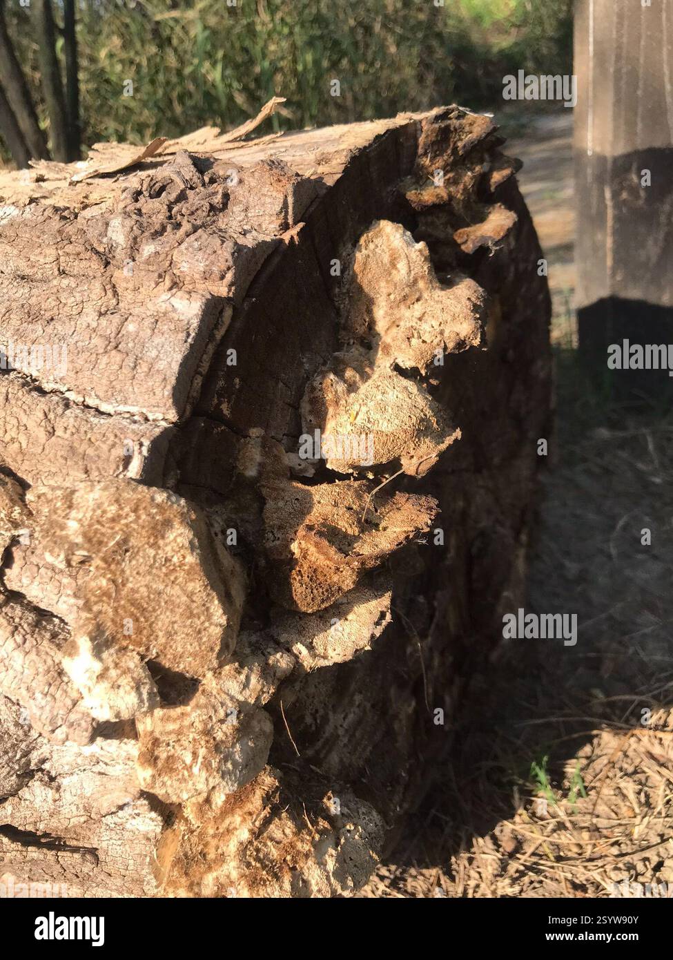 bracket fungi (Polyporaceae), Fungi, Santa Fe de la Vera Cruz, Santa Fe ...