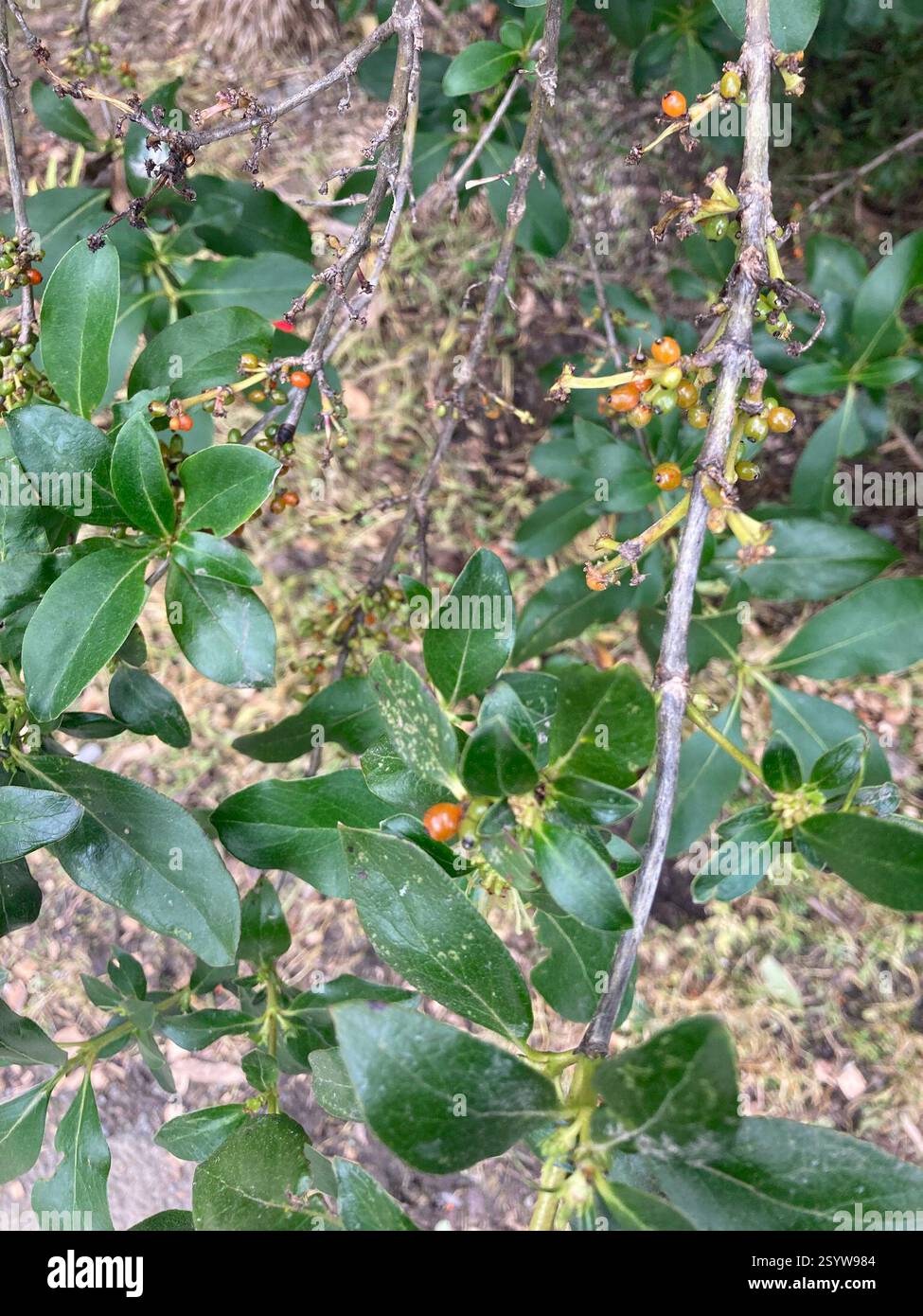 Karamū (Coprosma robusta), Plantae, Kennedys Bush, Christchurch, New ...