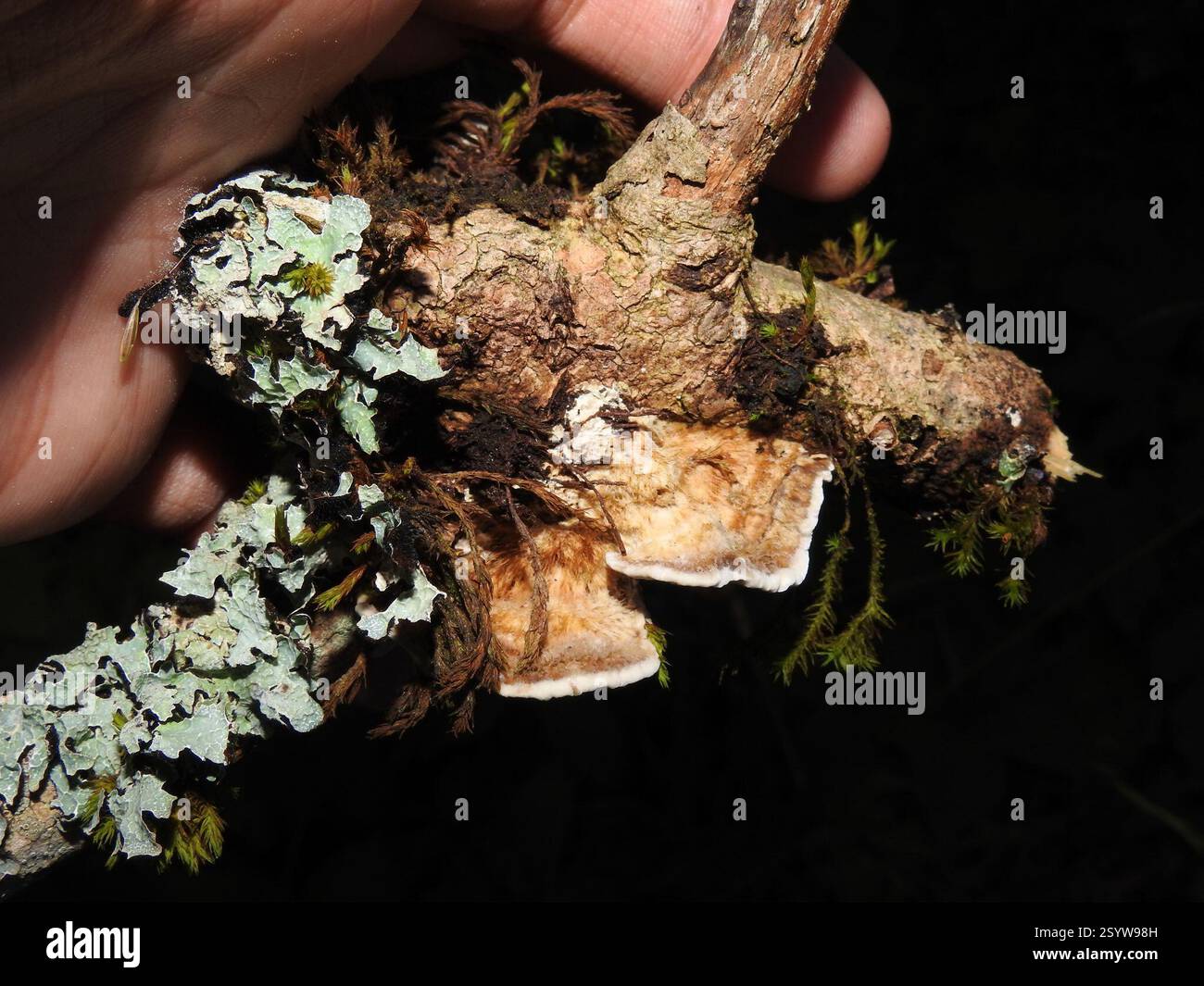 Common Mazegill (Datronia mollis), Fungi, Kufstein, Austria Stock Photo ...