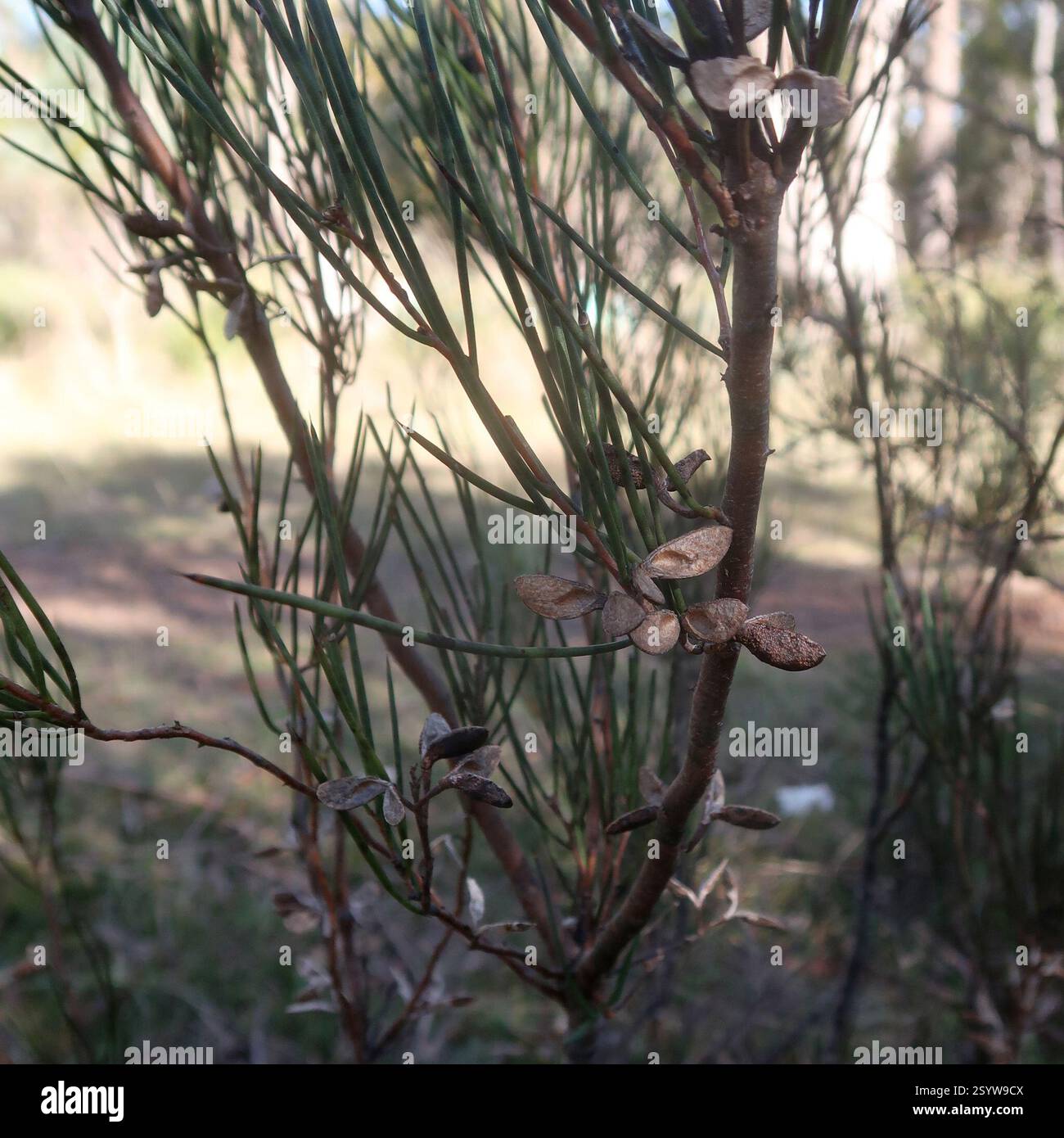 Small-fruit Hakea (Hakea microcarpa), Plantae, Launceston TAS ...
