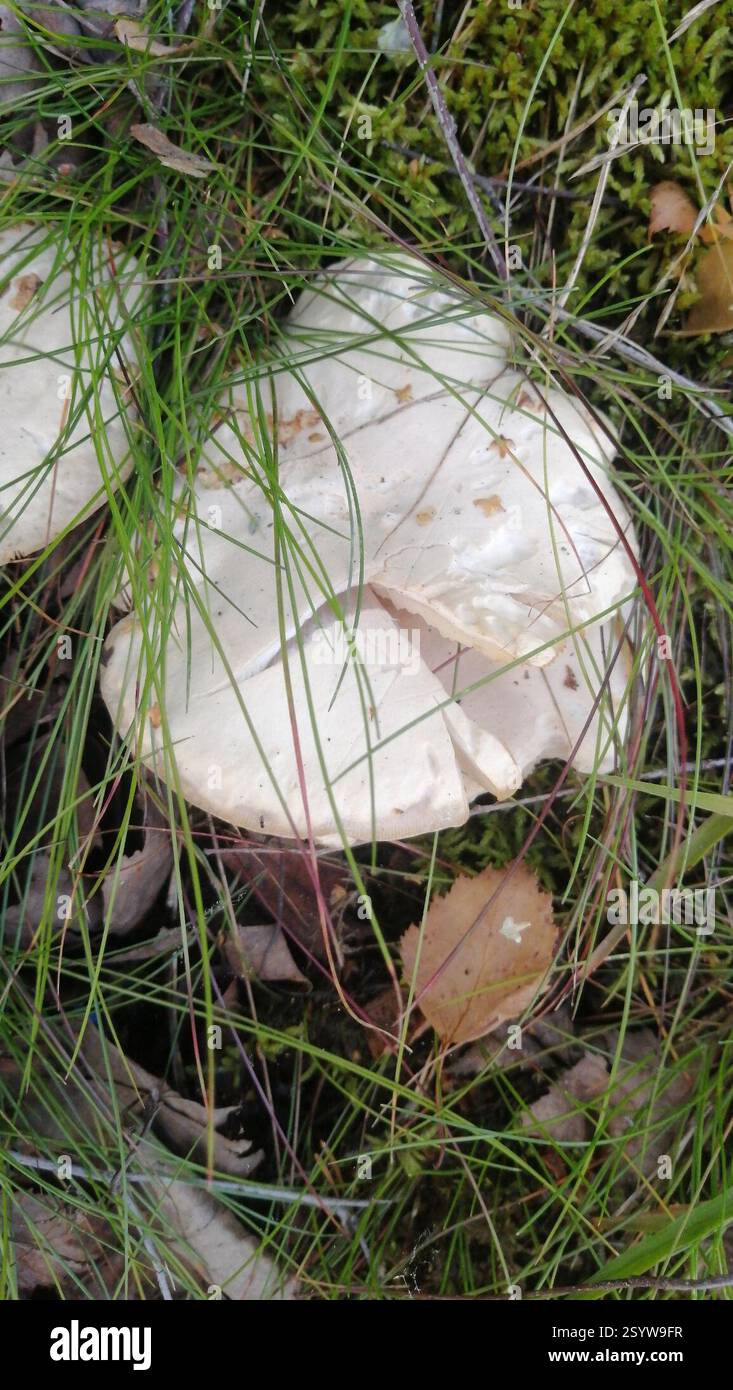 Giant Funnel (Aspropaxillus giganteus), Fungi, Tammisaari Stock Photo ...
